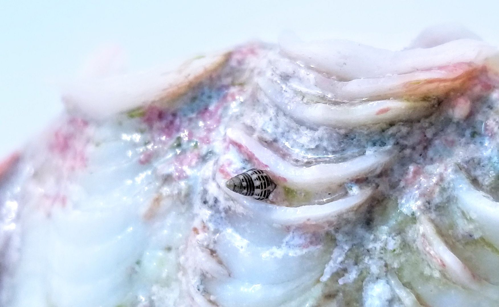 Guide to Buying & Keeping Maxima Clams | Reef2Reef