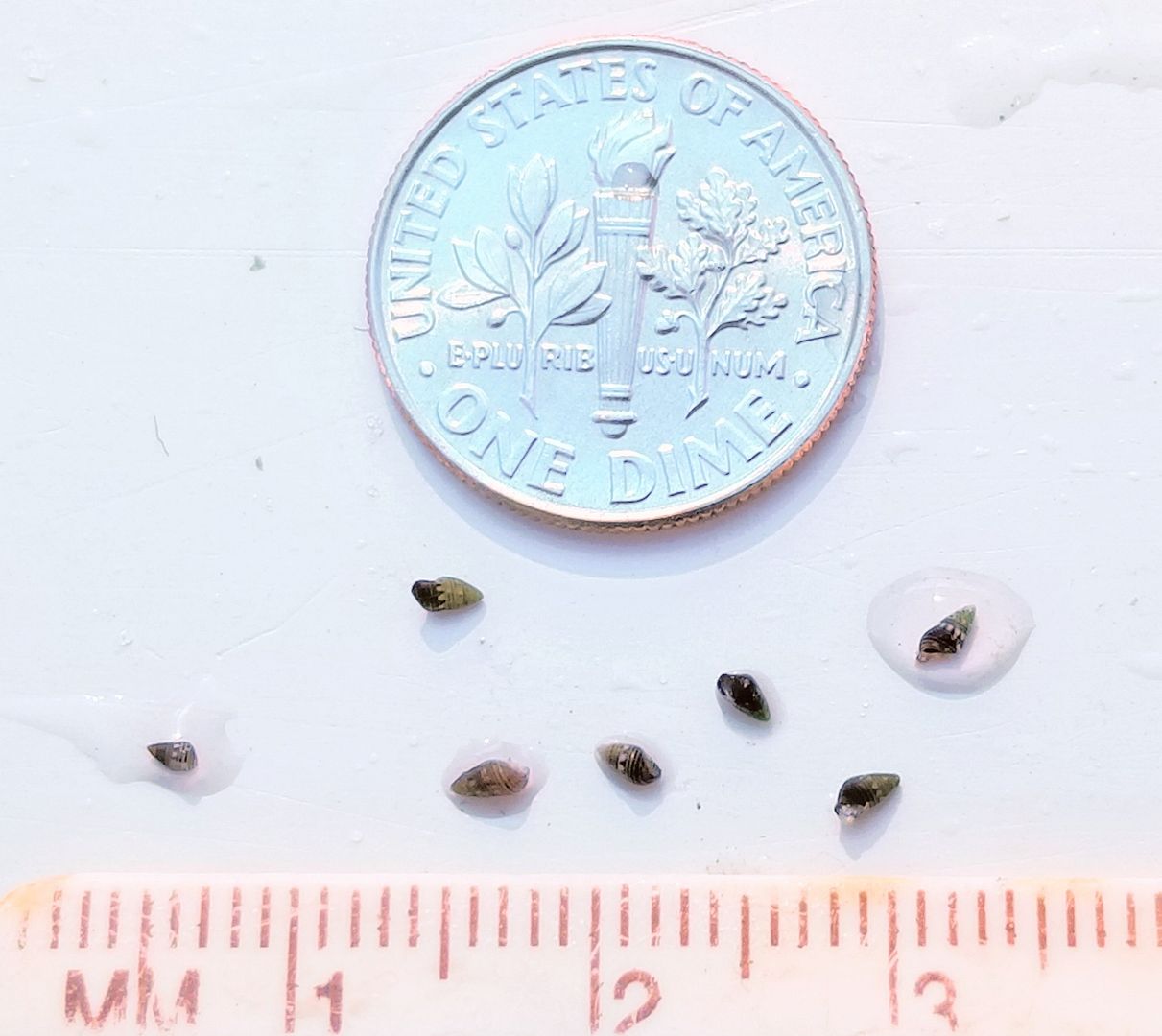 Guide to Buying & Keeping Maxima Clams | Reef2Reef