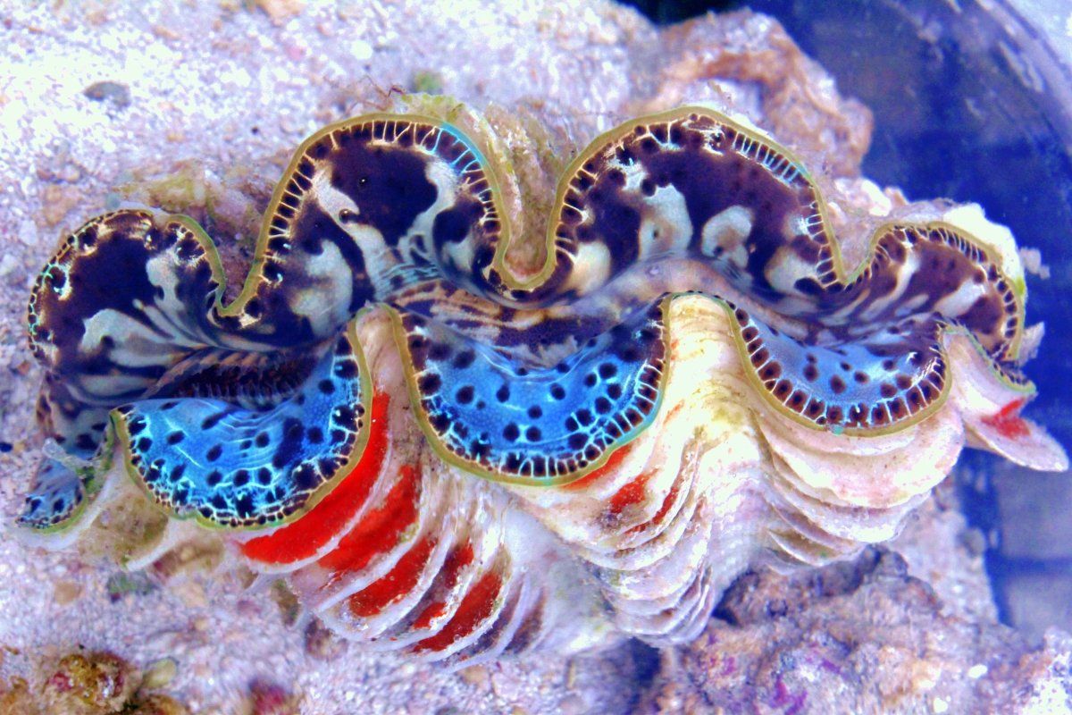 Guide to Buying & Keeping Maxima Clams | Reef2Reef